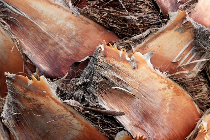 Palm tree bark texture. stock image. Image of wooden - 181567735