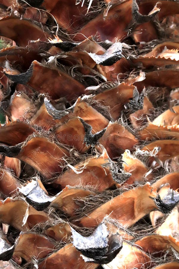 Palm tree bark texture. stock image. Image of wooden - 181567735