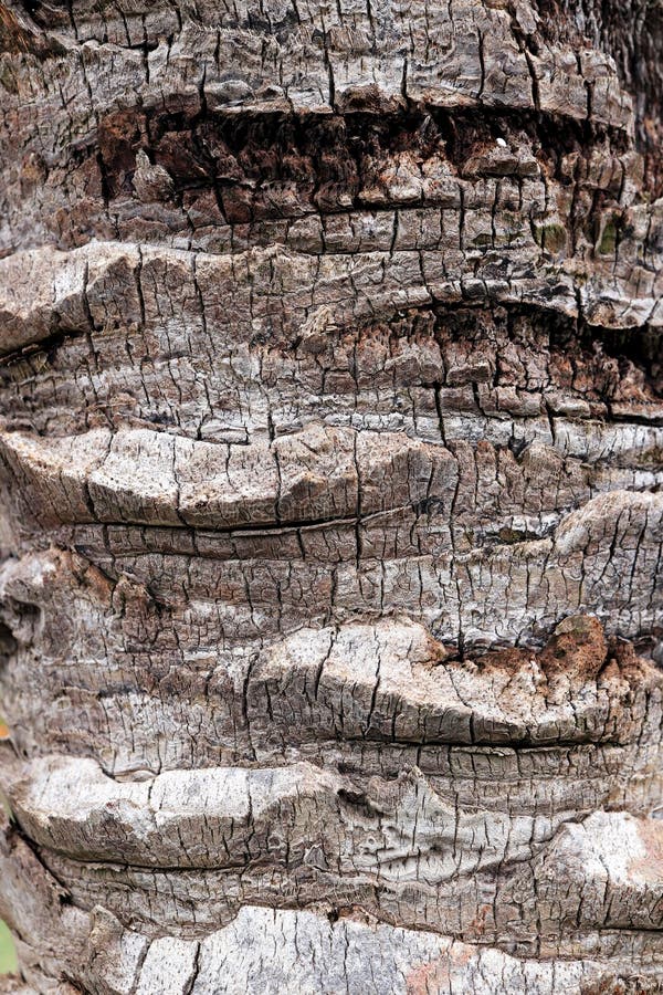 Palm tree bark texture. stock photo. Image of rough - 181567666