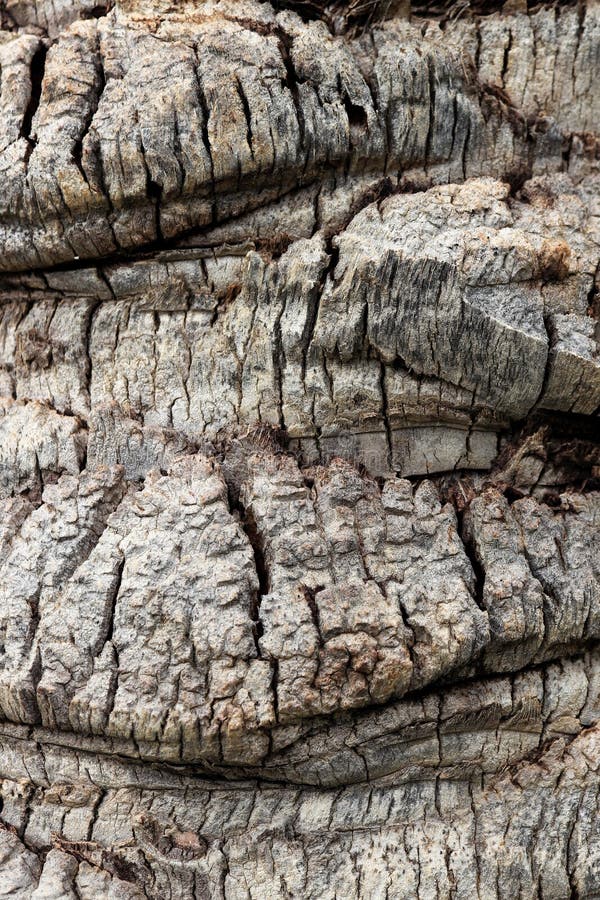 Palm tree bark texture. stock image. Image of closeup - 181567755