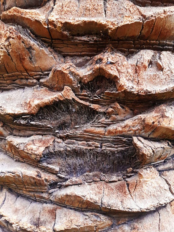 Palm Tree Bark Texture. Tree Trunk Background. Nature and Botany. Rough ...