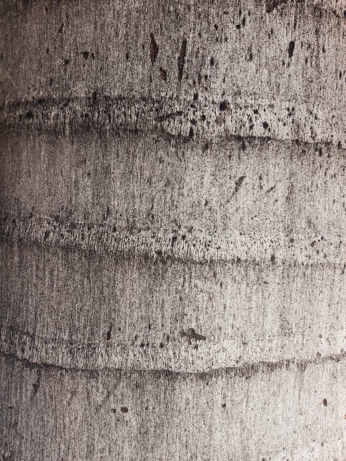 Palm Tree Bark Texture. Tree Trunk Background. Nature and Botany. Rough ...