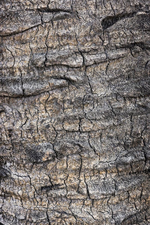 Palm tree bark texture stock photo. Image of material - 103268628