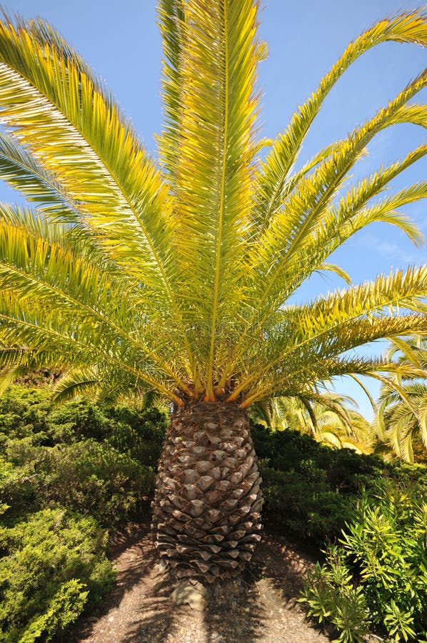 Palm Tree Base and Branches with Sky Stock Photo - Image of flora, palm ...