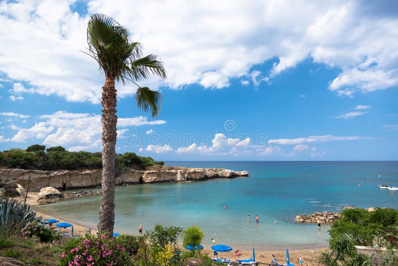 Palm Tree at a Bay on Sunny Day Stock Photo - Image of blue, travel ...