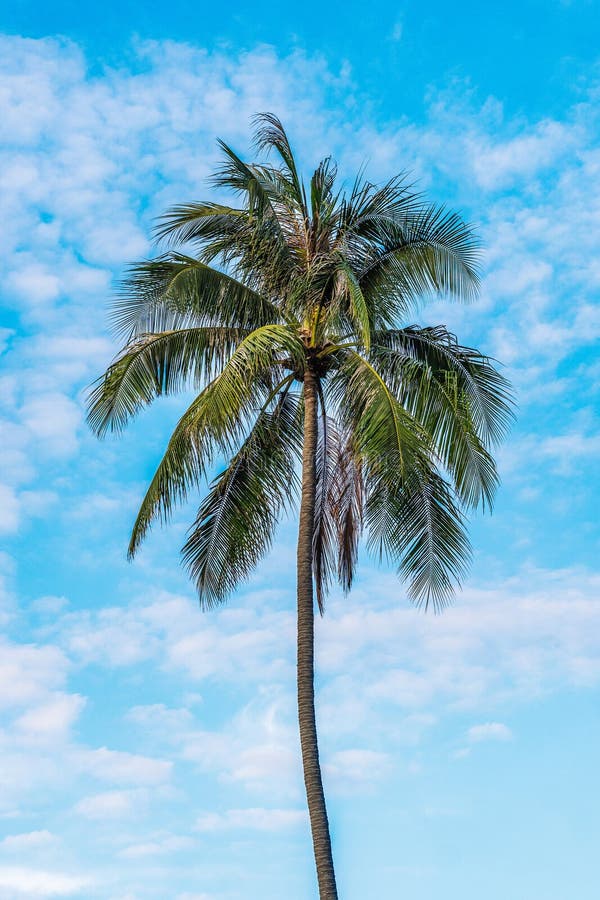 A palm tree on the beach stock image. Image of brazilian - 274387331