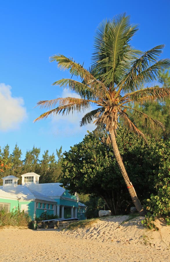 Palm Tree and Beach Cafe stock image. Image of caribbean - 42145495