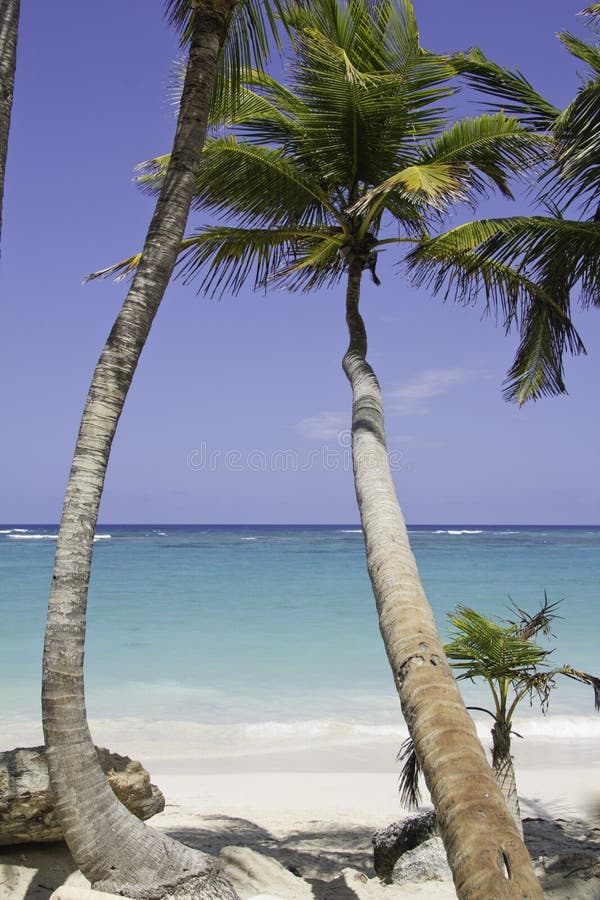 Beautiful Beach with Palm Tree Stock Image - Image of picturesque ...