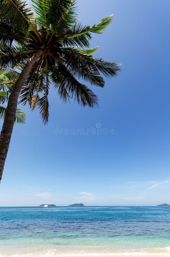 Palm Tree at the Beach in Kota Kinabalu Stock Photo - Image of sabah ...
