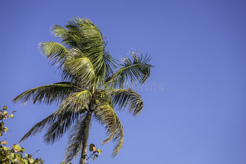 Palm Tree on the Beach in Naples, Florida Stock Image - Image of rises ...