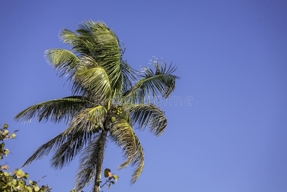 Palm Tree on the Beach in Naples, Florida Stock Image - Image of rises ...