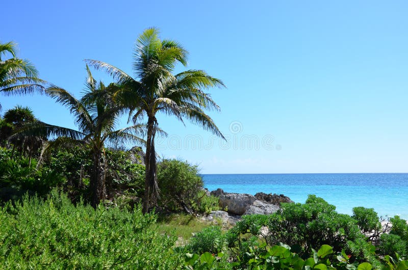 Palm tree on the beach stock image. Image of nature - 160431147