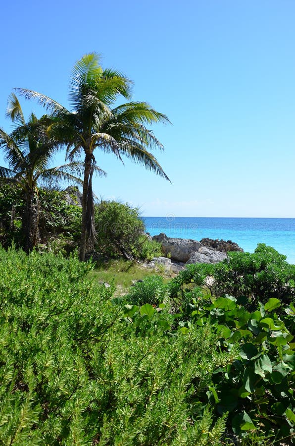 Palm tree on the beach stock photo. Image of tropical - 160431254