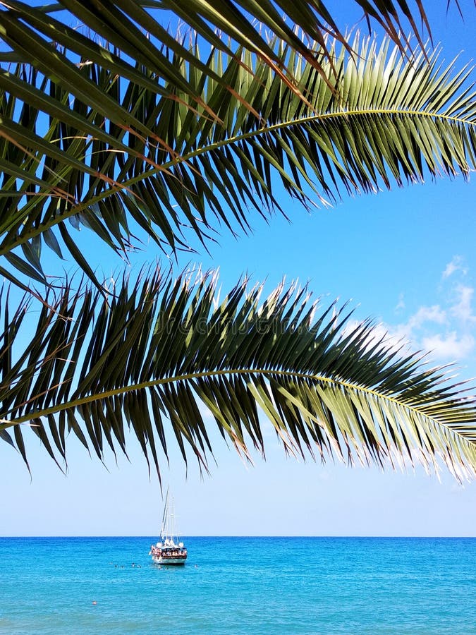 Palm tree and sea stock image. Image of mediterranean - 128816643