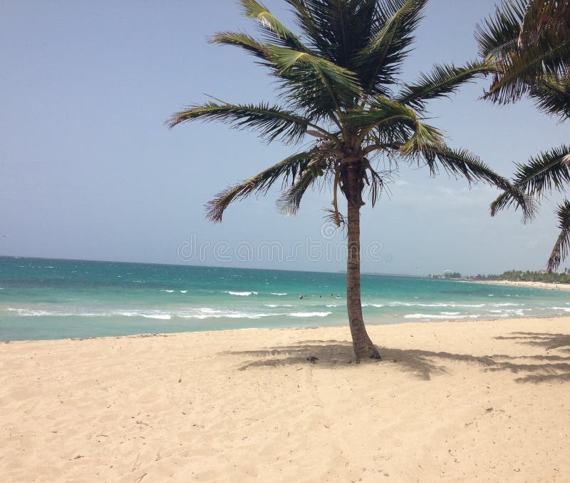Palm Tree at Beach in Puerto Rico Stock Image - Image of rico, sand ...