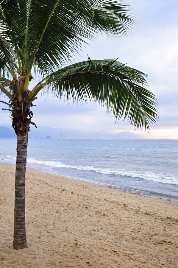 Aerial View of Palm Tree on the Beach Stock Photo - Image of waves ...