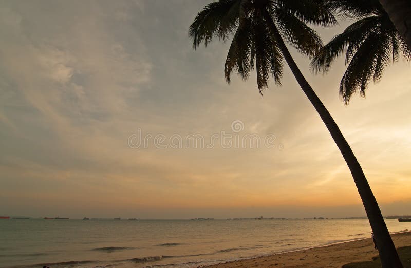 Palm Tree on a Beach at Sunset.Horizontal View. Stock Photo - Image of ...