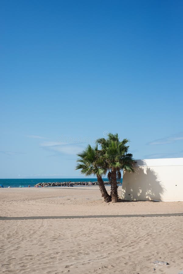 Palm Tree on the Beach in Valras in South of France Stock Photo - Image ...