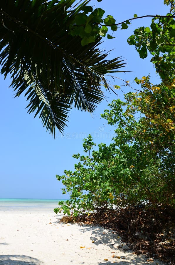 Palm tree on the beach stock image. Image of nature - 160428577