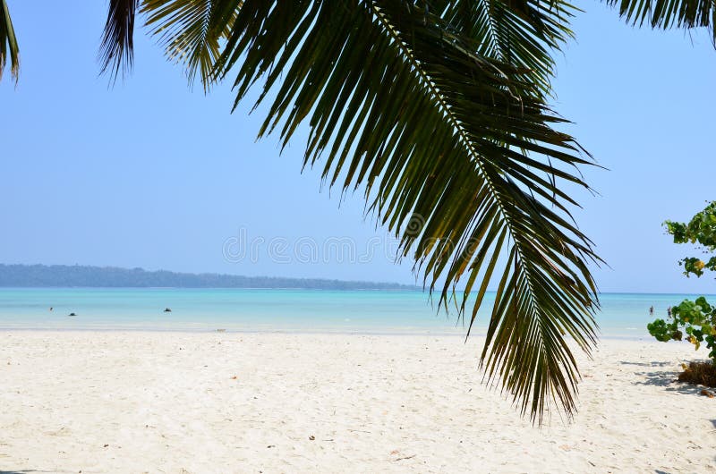 Palm tree on the beach stock photo. Image of beach, coast - 160428890