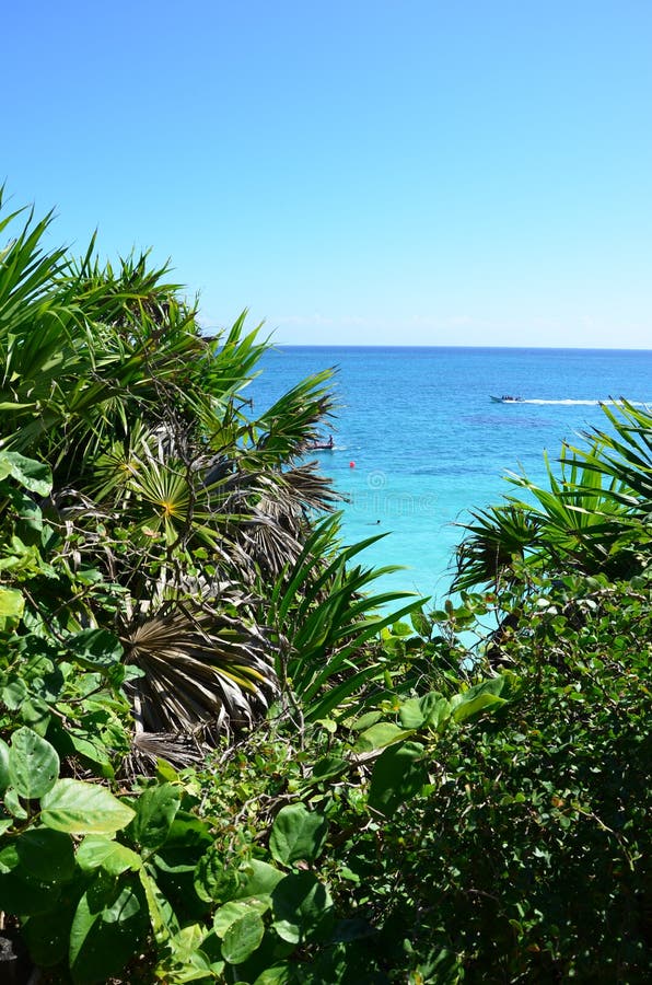 Palm tree on the beach stock photo. Image of nature - 160431298
