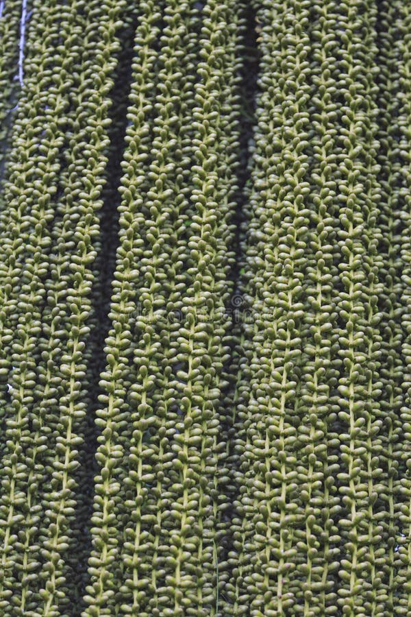 Palm Tree Bead Pattern Picture. Image: 1254171