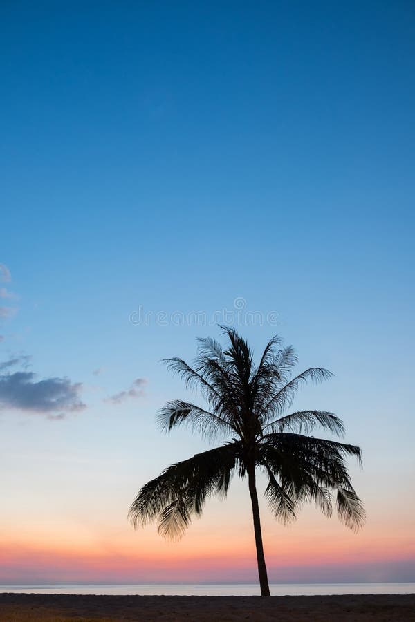 Palm tree stock image. Image of cloud, travel, sunset - 69188507