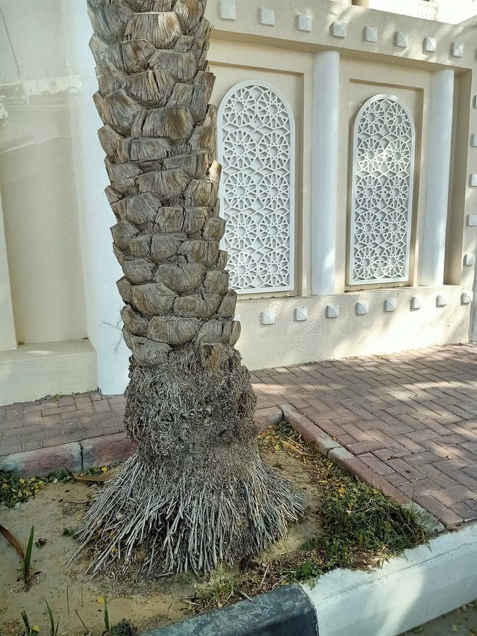 Palm Tree and Beautiful Compound Wall Stock Photo - Image of wall ...