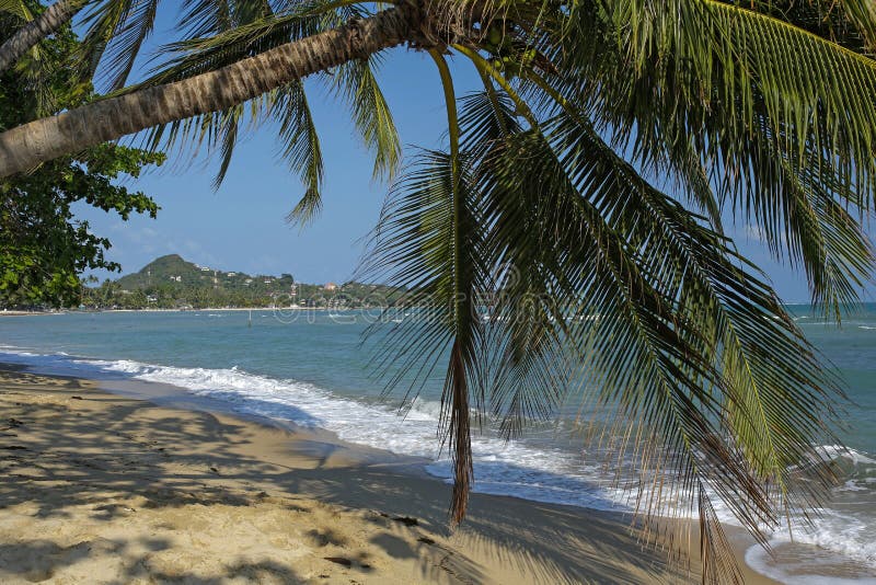 Palm Tree on Tropical Beach Lamai, Koh Samui, Thailand Stock Photo ...