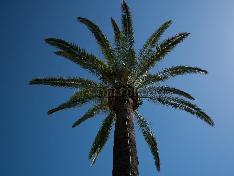 Palm Tree from Below Against Cloudless Blue Sky Stock Image - Image of ...