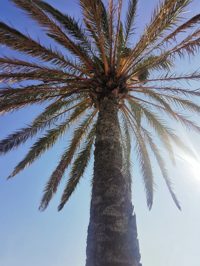 Palm Tree from Below Against the Sun Stock Image - Image of branch ...