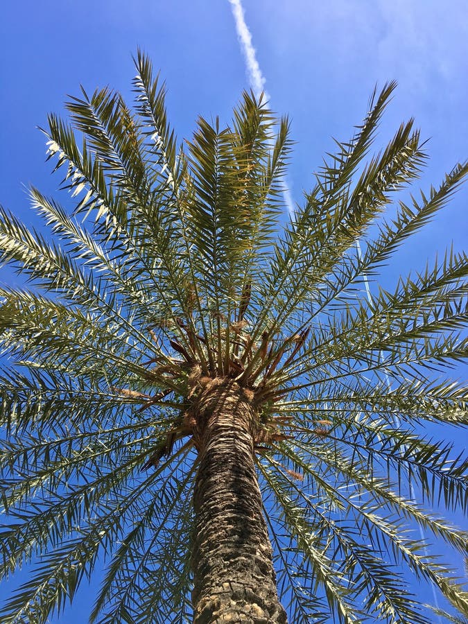 Palm tree stock photo. Image of palm, blue, tree - 83191590