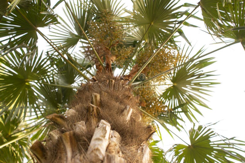 Palm Tree from Below on the Texture of the Trunk Stock Image - Image of ...