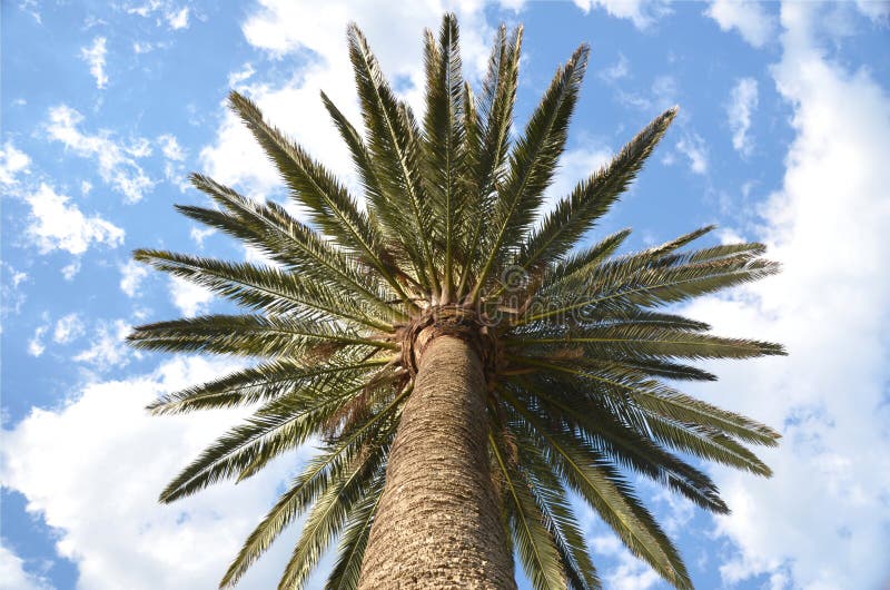 Palm tree from below stock photo. Image of resort, environment - 82341790