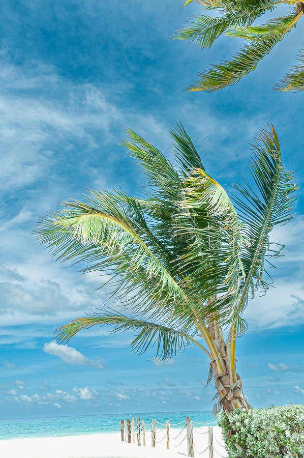 Palm Tree Bending from Wind on Tropical, Sandy Beach Stock Photo ...