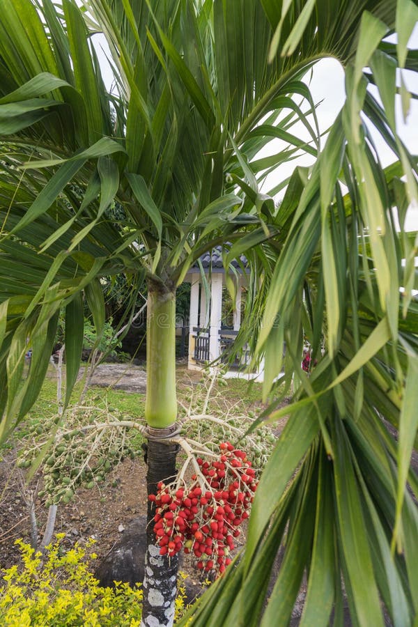 Palm Tree Berries Red in Colour Stock Photo - Image of berries ...