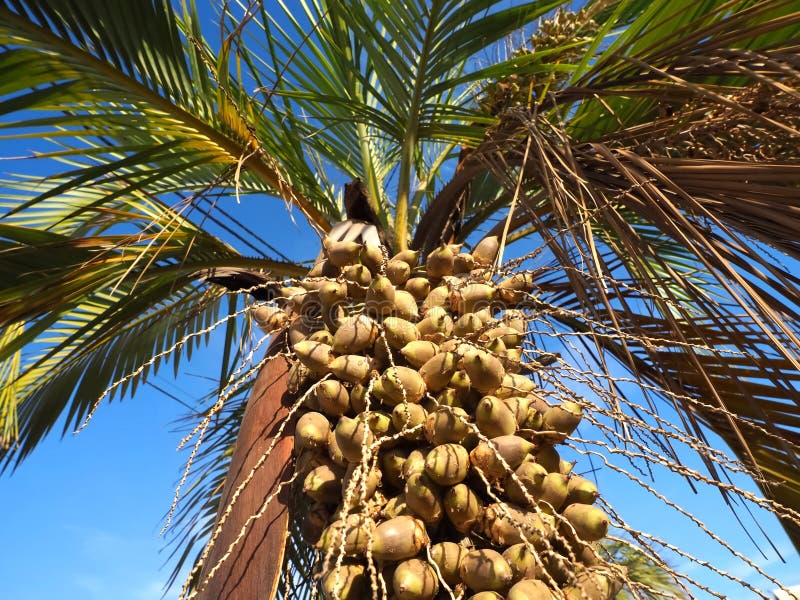 Palm Tree with Big Dates in the Sun Stock Image - Image of healthy ...
