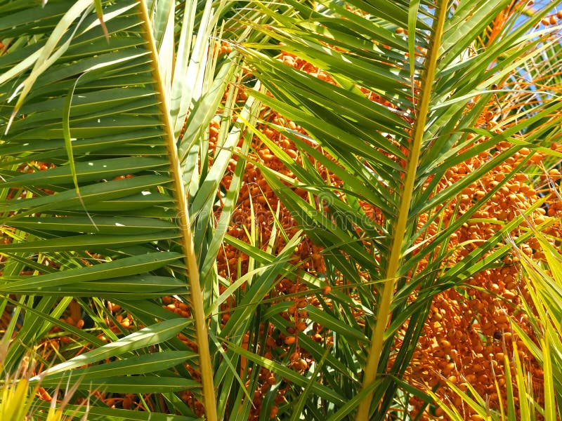 Palm Tree with Orange Dates and Blue Sky in the Sun Stock Photo - Image ...