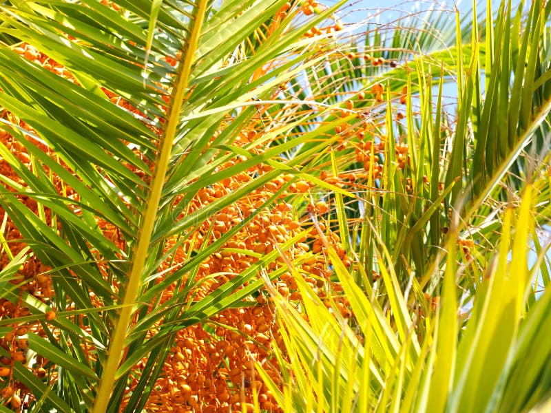 Palm Tree with Big Dates in the Sun Stock Photo - Image of holiday ...