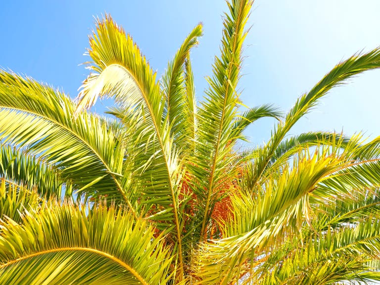 Palm Tree with Big Dates in the Sun Stock Photo - Image of closeup ...