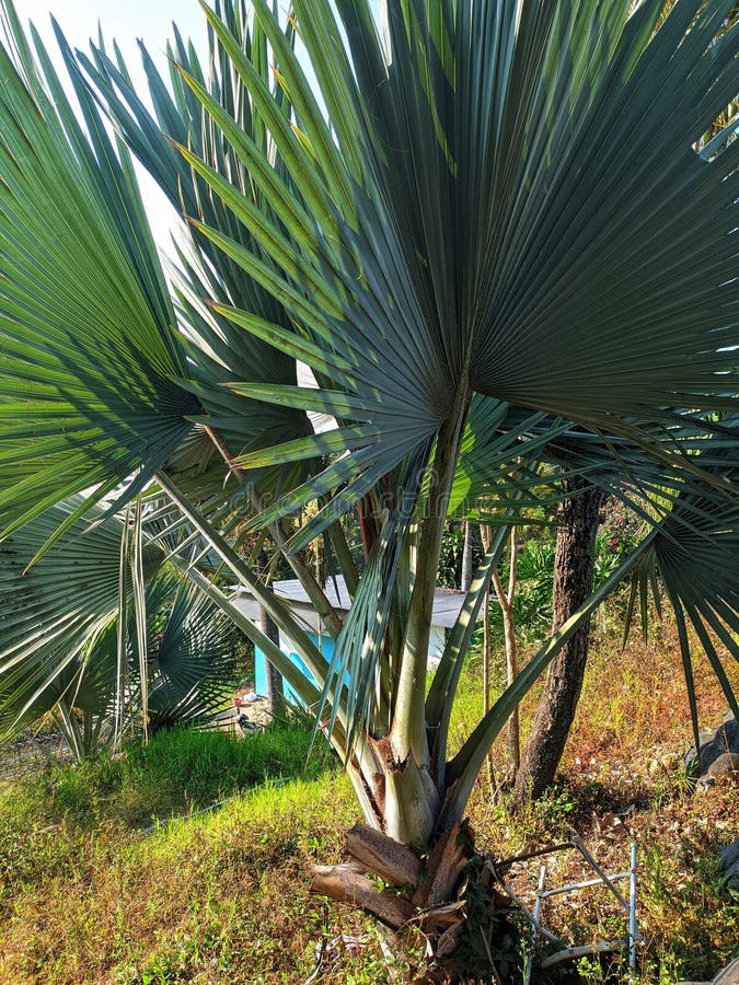 Palm Tree with Big Leaves Shaped Like a Fan Stock Photo - Image of ...