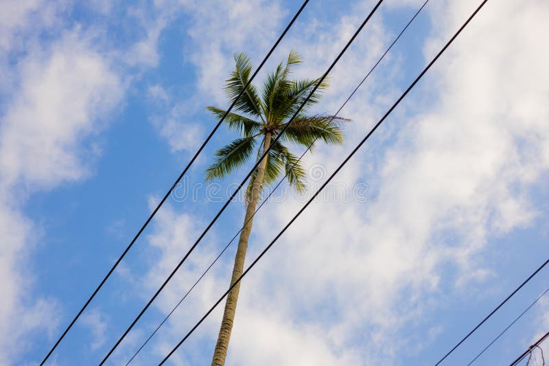 Palm Tree and Birds Sitting Over Power Grid Lines with Background of ...