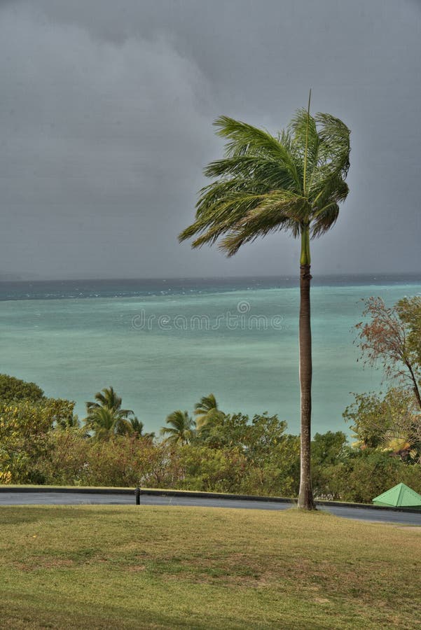 Palm Tree Blowing in the Wind Stock Photo - Image of surf, shore: 308851550