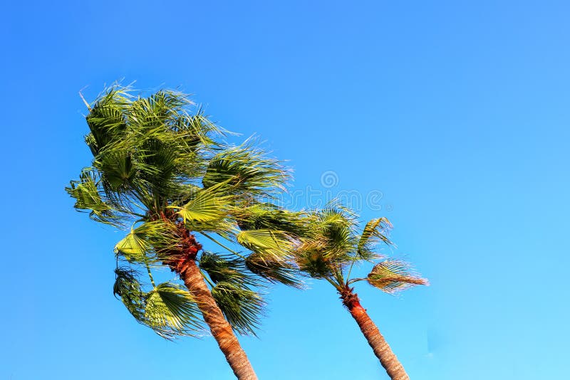 Palm Tree Blowing in Wind Tropical Storm Maui Hawaii. Copy Space Stock ...