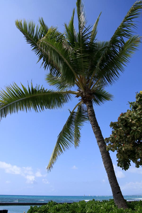 Palm Tree And Blue Pacific Ocean. Stock Image - Image of palmae, warm ...