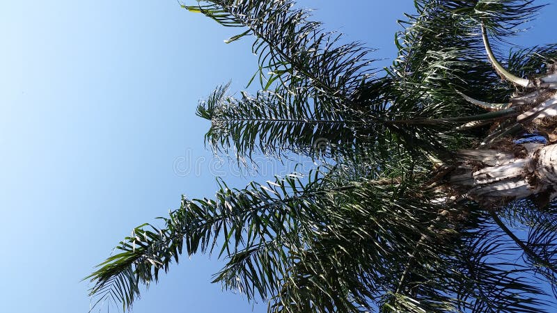 Palm tree stock image. Image of palm, blue, tree, nature - 48235967