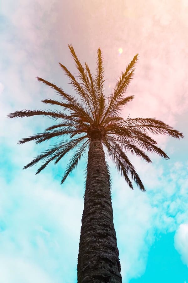 Palm Tree and Blue Sky in Autumn Stock Photo - Image of branches ...