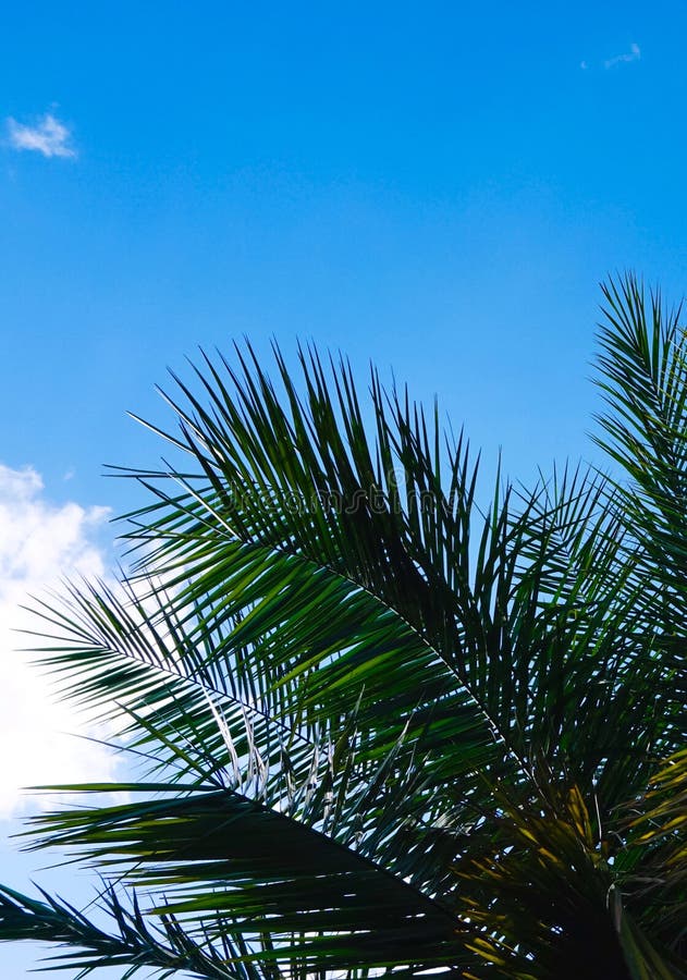Palm Tree and Blue Sky in Autumn Stock Photo - Image of palm ...