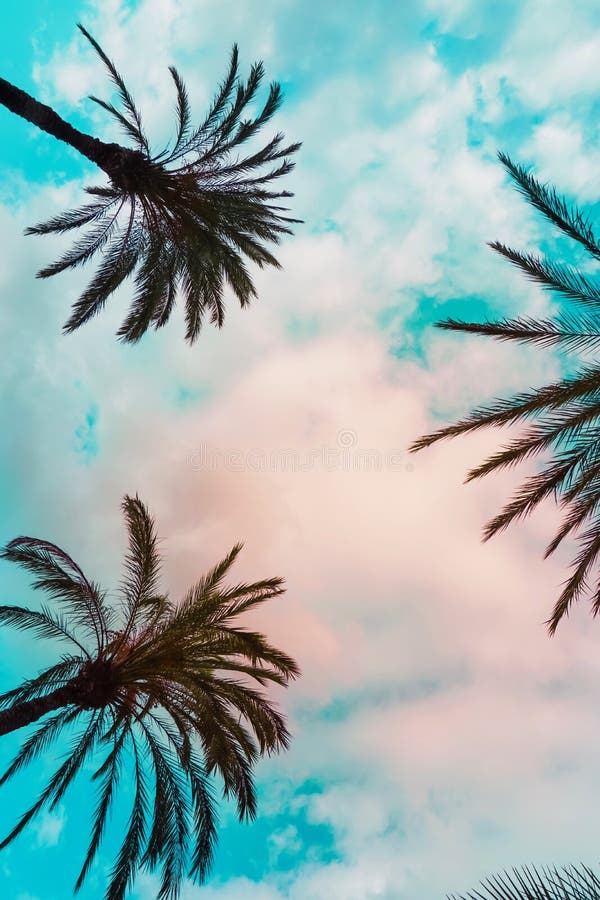 Palm Tree and Blue Sky in Autumn Stock Image - Image of fall ...
