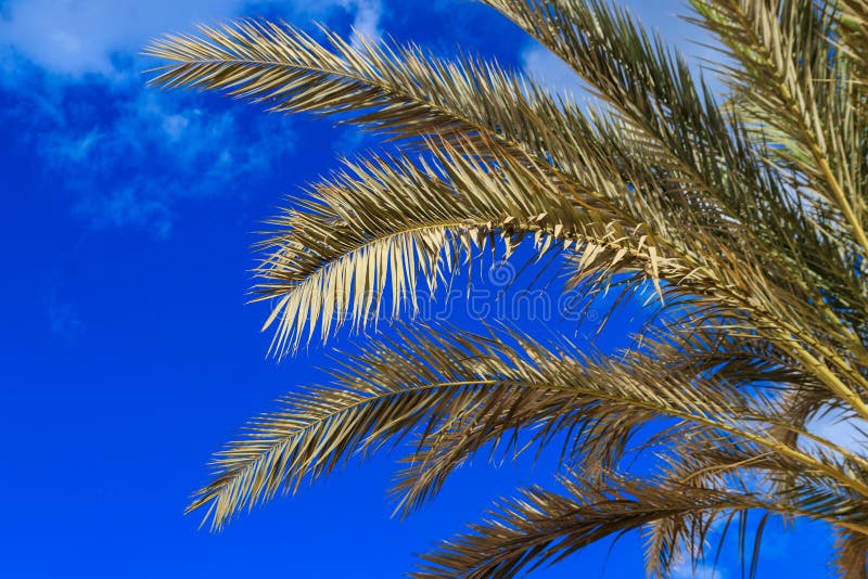 Palm Tree on a Blue Sky Background Stock Photo - Image of outdoor, blue ...